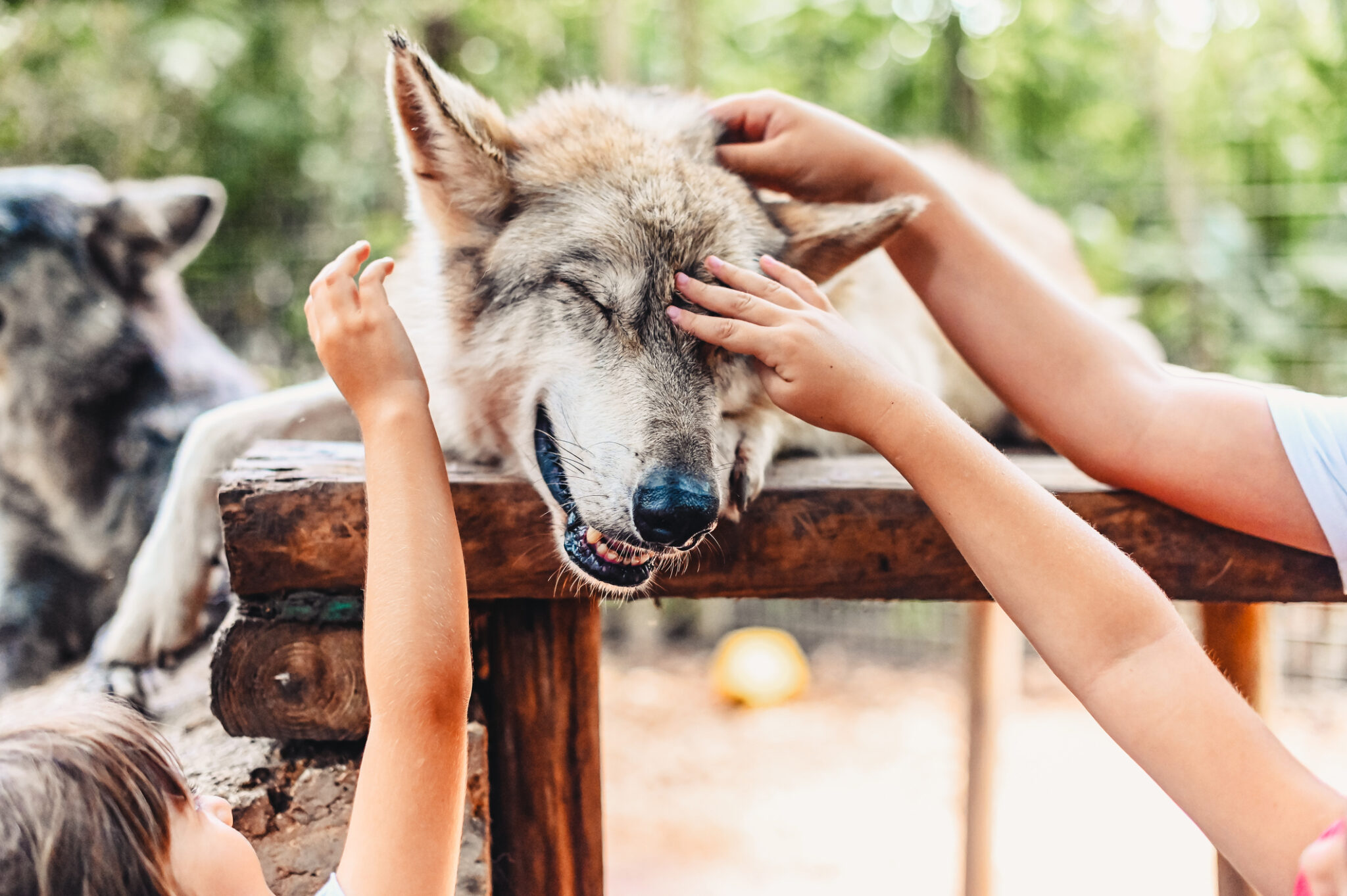 5 Popular Animals That Are Illegal As Pets In Texas - Laredo, TX ...